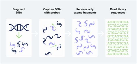 Whole Exome Sequencing Element Biosciences