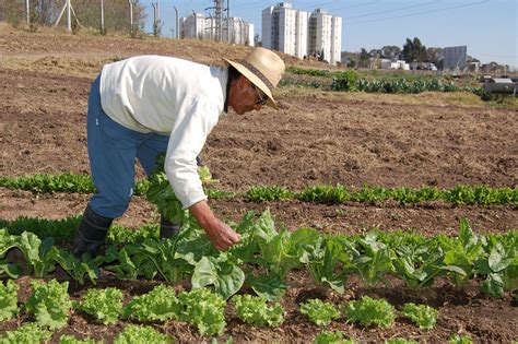 Agricultura Urbana En Latinoamérica ¿una Opción Real De Alimentación