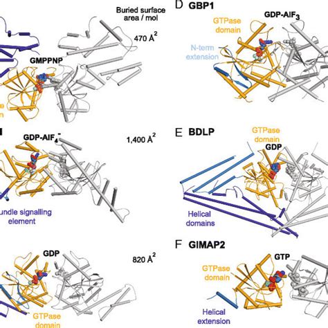 A Conserved Dimerization Mode Via The G Interface In Dynamin And Septin