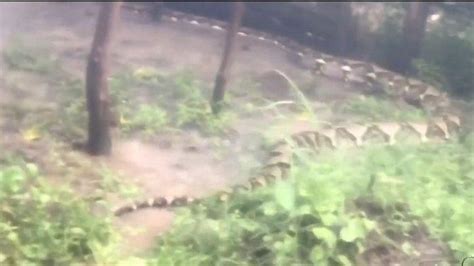 Viral Video Ular Piton Raksasa Di Tanahlaut Kalimantan Selatan Ini
