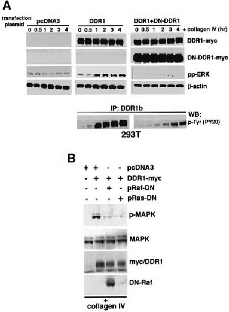 Sustained Activation Of The Ras Raf Mapk Cascade By Ddr1 Receptor A