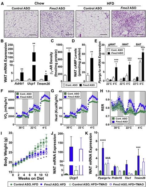 The Tmao Producing Enzyme Flavin Containing Monooxygenase 3 Regulates