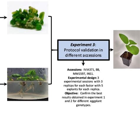 Response In The In Vitro Formation Of Roots In Common Eggplant