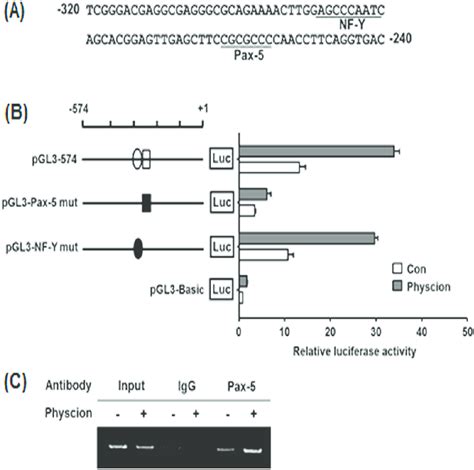 Promoter Mutation Assay For The Transcription Factor Binding Sites In