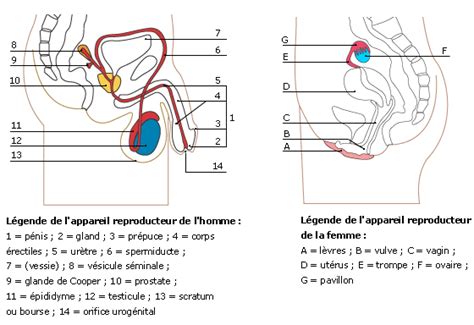 cours de svt 4e la fécondation