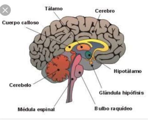 Sistema Nervoso 2 6 Anatomia Do Encefalo E Estruturas De Protecao