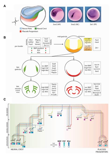 Frontiers Insights Into The Early Gene Regulatory Network Controlling