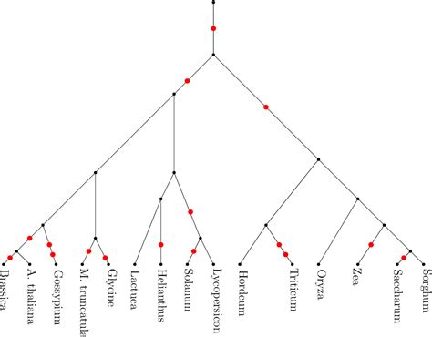 Figure 1 From Polynomial Time Algorithms For Phylogenetic Inference