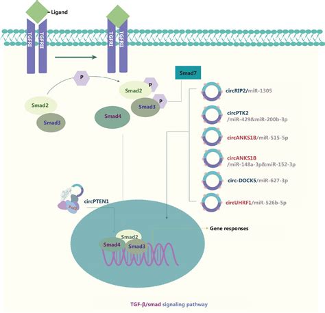 Circular Rnas Implications Of Signaling Pathways And Bioinformatics In