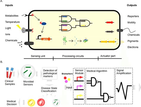 A Whole Cell Biosensors Working Principle A The Cell Receives