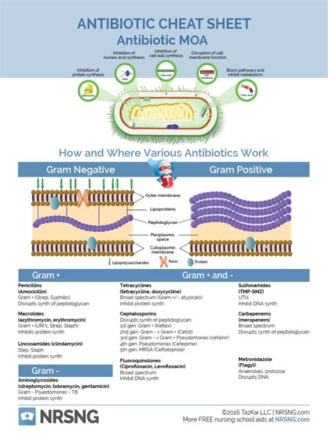 Antibiotic Cheat Sheet Pdf