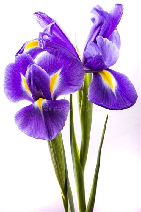 Iris Flowers On White Background Stock Image Image Of Blossom Iris