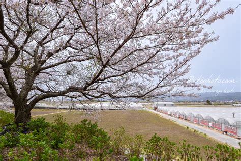 2022年 野市あじさい街道の桜並木と、公園で撮った桜 Rito Photograph