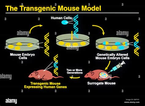 Using Recombinant Dna Technology Transgenic Mouse Has Been Engineered