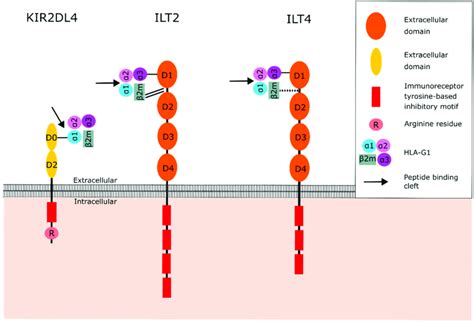 Structure Of The Hla G Receptors Kir2dl4 Ilt2 And Ilt4 And Their