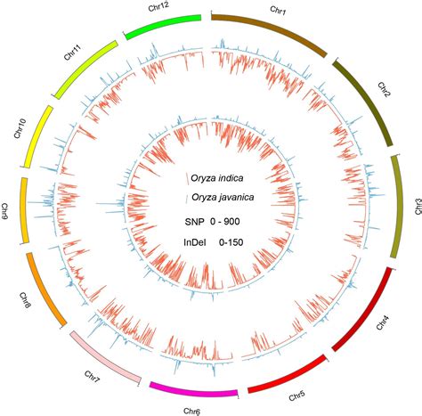 Frontiers Whole Genome Resequencing Of 20 Accessions Of Rice