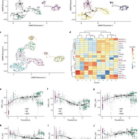 Inference Of Single Cell Reprogramming Trajectories Reveals