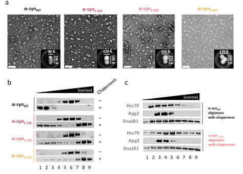 Effect Of α Syn C Terminal Truncation On The Chaperone Induced