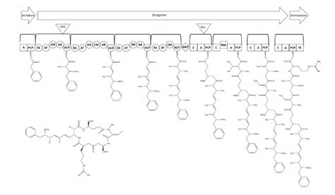 Modular Non Ribosomal Peptide Synthetase Nrps Polyketide Synthase