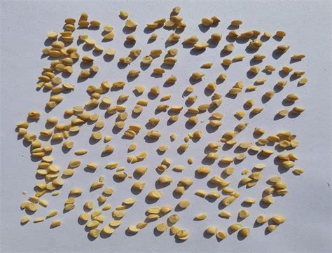 Bean Segmentation Instance Segmentation Dataset By Test