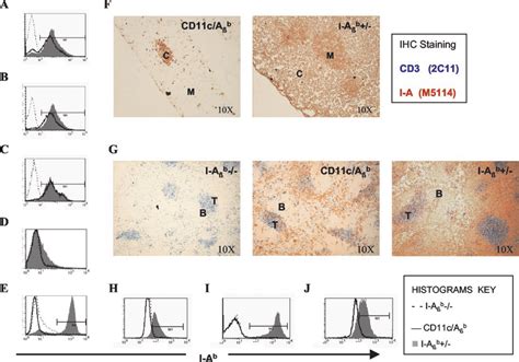 Characterization Of Mhcii Expression In Cd11c A B Mice M1 Refers To