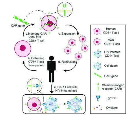 Schematics Of Car T Cell Therapy For Hiv Infection Collecting Cd8 T