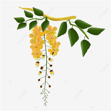 Showered Clipart Vector Golden Shower Goldenshower Goldenflower