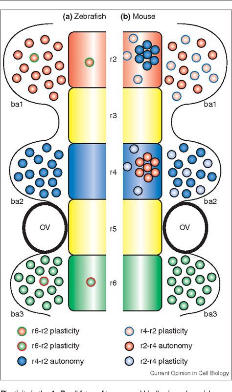 Figure 2 From Hox Genes Neural Crest Cells And Branchial Arch