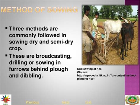 Ppt Direct Seeding Of Rice Wet And Dry Powerpoint Presentation Id