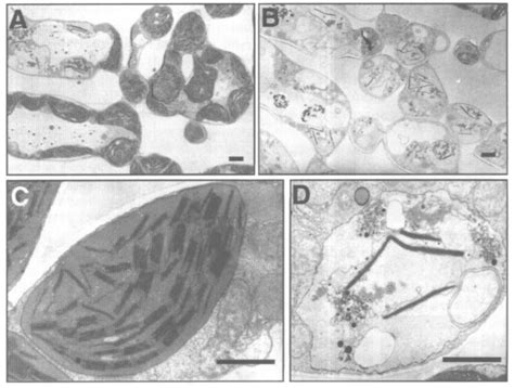 Fine Structure Of Mesophyll Cells A B And Plastids C D In The