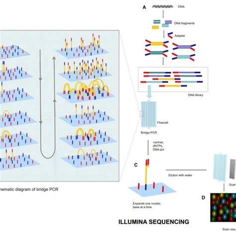 Sanger Sequencing Process A Genome Dna Is Cut Into Different Dna
