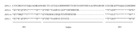 Amino Acid Sequences In Dna Binding Domains Of Four Zpts Zpt2 2