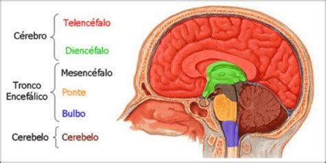 Enfermagem Com Amor Anatomia Do Cérebro