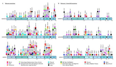Map Of Somatic Mutations Detected In Human Signal Transducer And