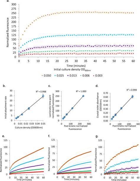 Bacterial Attachment In Various Culture Densities Apseudomonas