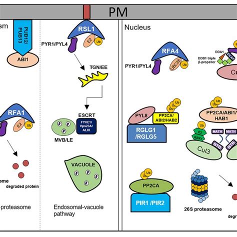Post Translational Regulation Factors Of Aba Core Components In
