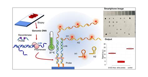 Discrimination Of Single Nucleotide Variants Based On An Allele