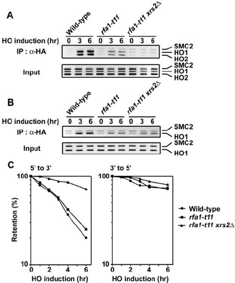 Effect Of Rfa1 T11 Mutation On Dsb Association Of Mec1 And Ddc1 In Xrs2
