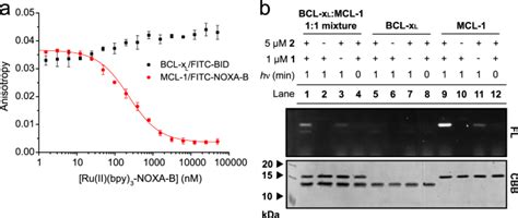 Photocatalytic Proximity Labelling Of Mcl 1 By A Bh3 Ligand