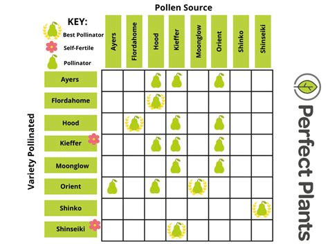 Orient Pear Pollination Chart