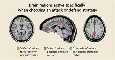 Different Areas Of Cingulate Cortex Encode Defensive And Offensive