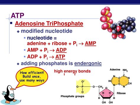 Ppt Atp Powerpoint Presentation Free Download Id 2991244