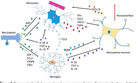 Figure 1 From Functions Of Astrocytes Under Normal Conditions And After