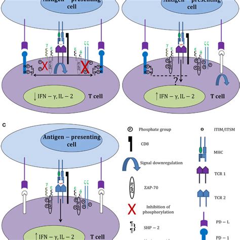 Differential Activation Of Hiv Specific Cd8 T Cells By Native And
