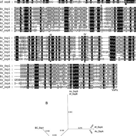 multiple sequence alignment of ssp1 and related sequences a multiple