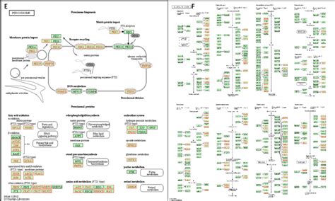 Significantly Enriched Go Annotations And Kegg Pathways Of Runx1 In