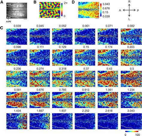 Organization And Origin Of Spatial Frequency Maps In Cat Visual Cortex