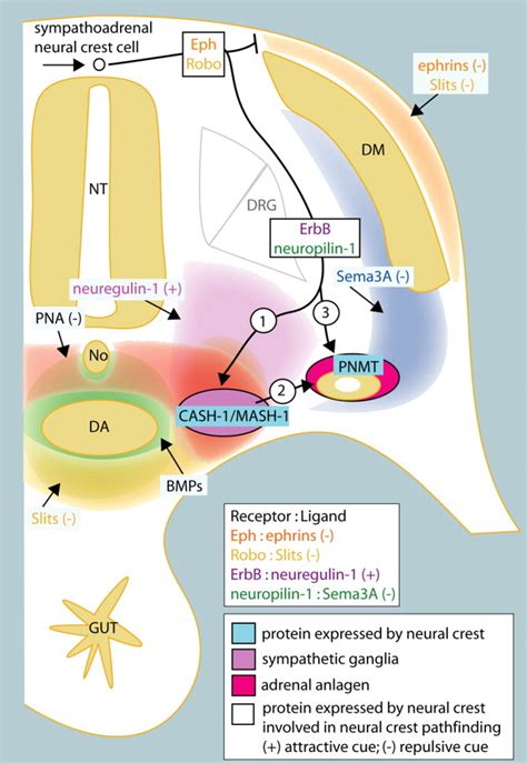 Lineage Specification In Neural Crest Cell Pathfinding Harris 2007