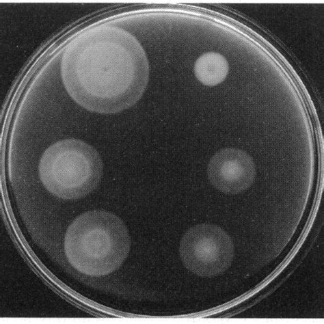 Swarming Of Wild Type And Flil Mutants Of E Coli And S Typhimurium On