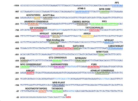 In Silico Analyses Of Various Cis Acting Elements In Shplr The